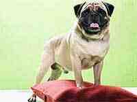 16 Famous Mascots of Popular Indian Brands