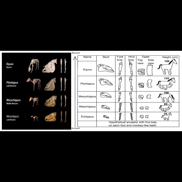 Which of the following changes occurred during the evolution of Equidae?