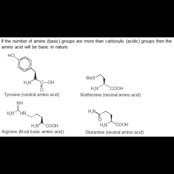 The most basic amino acid among the following is