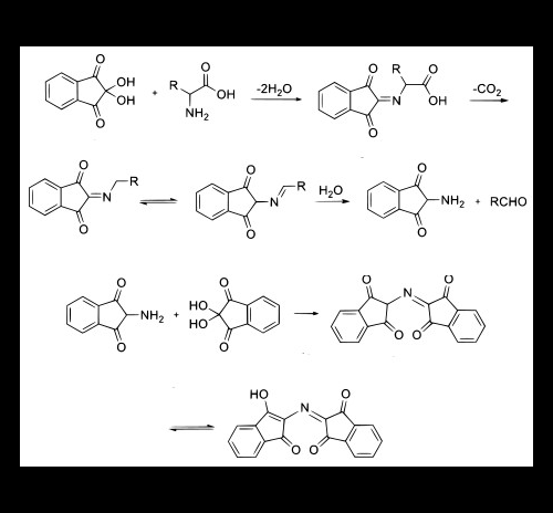The structure of the product formed during the reaction of amino acid ...