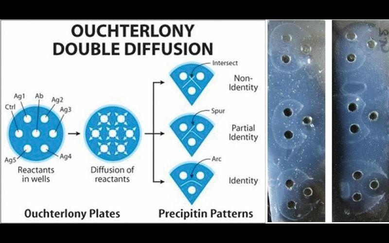A crossed precipitin line following double immune diffusion is due to a ...