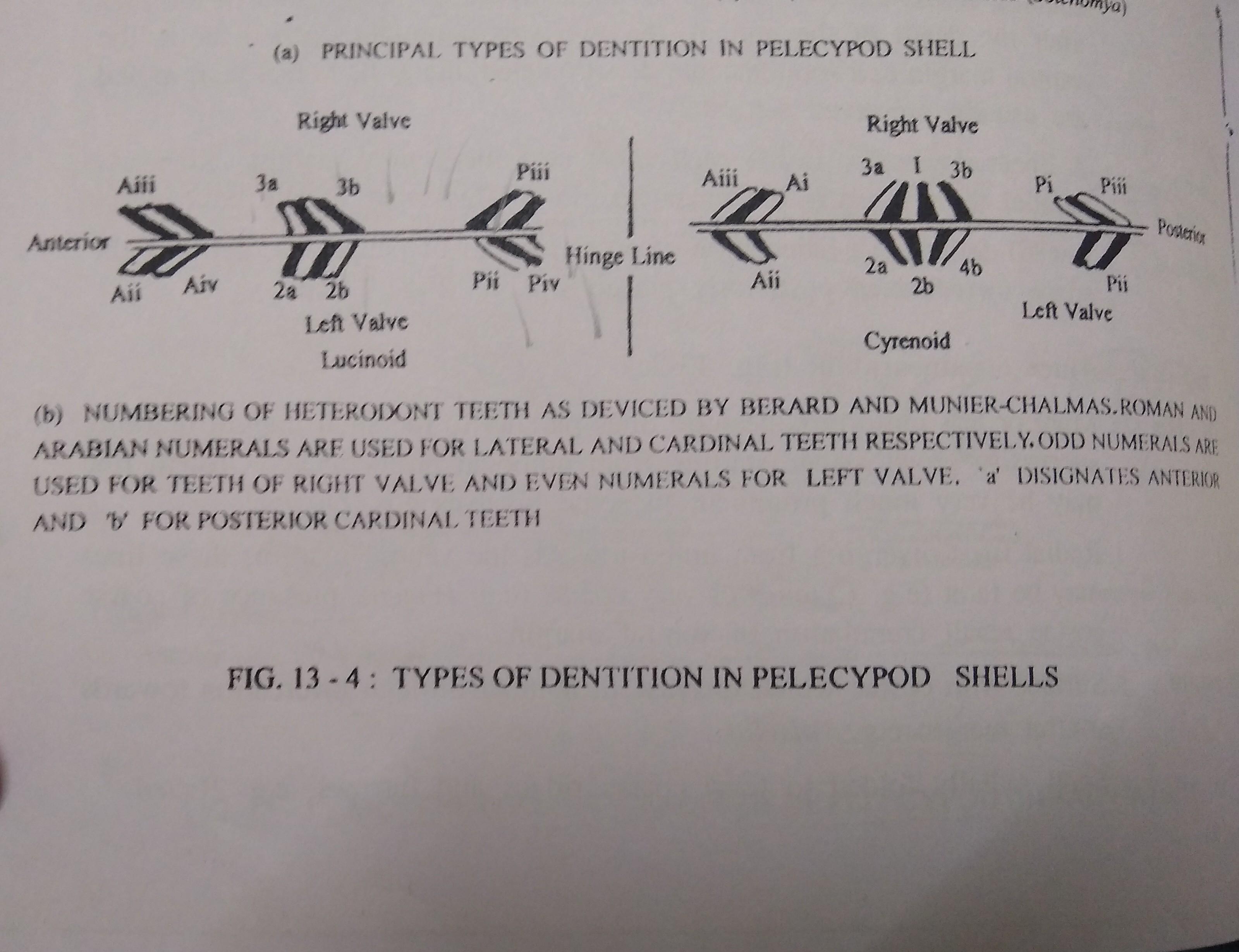 22. the dental formula for lamellibranchia is designated as mark only ...
