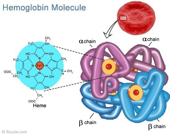 What are heme and non heme protiens? please explain.