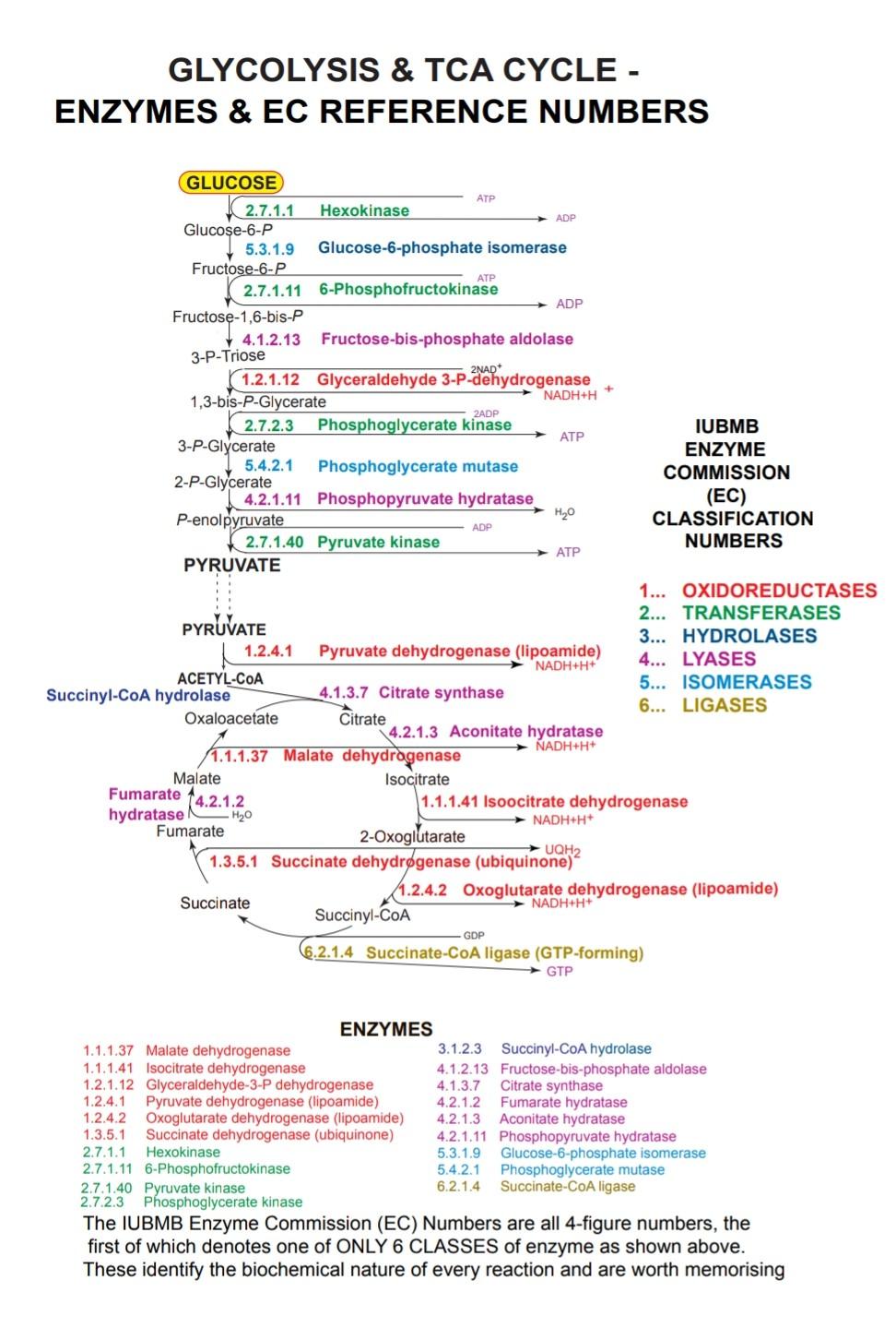 Ec Number Classification Of Enzyme Aldolase Phosphogluco Isomerase