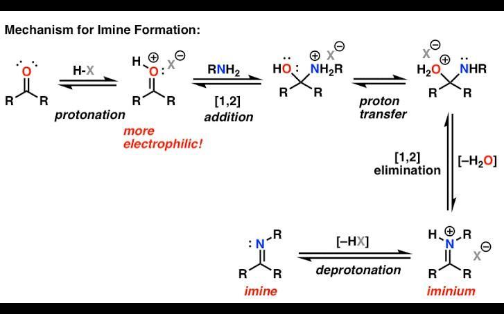 Imine Hydrolysis