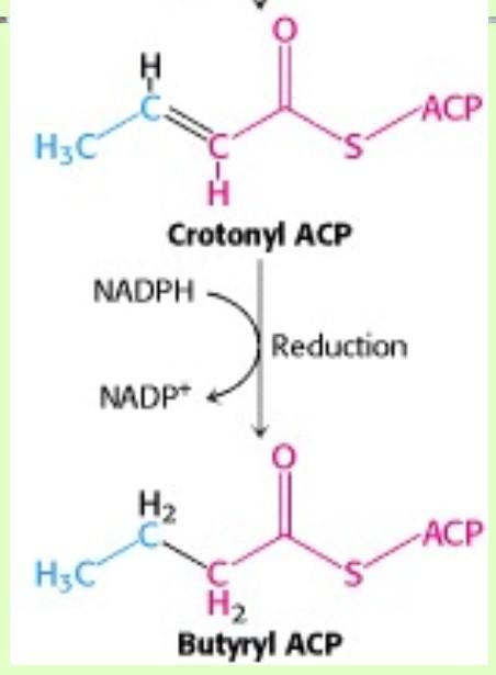 Crotonyl-acp 4c -nadph reduction nadp butyryl-acp 4c