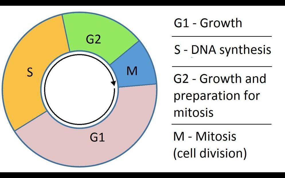 Difference Between G1 g2 Phase In Cell Cycle 