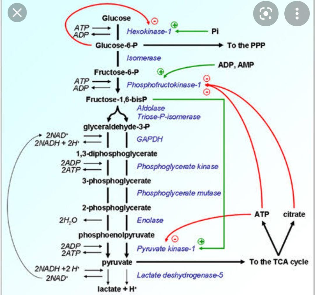 The first enzyme in a metabolic pathway o sets the rate (i.e.. is a ...