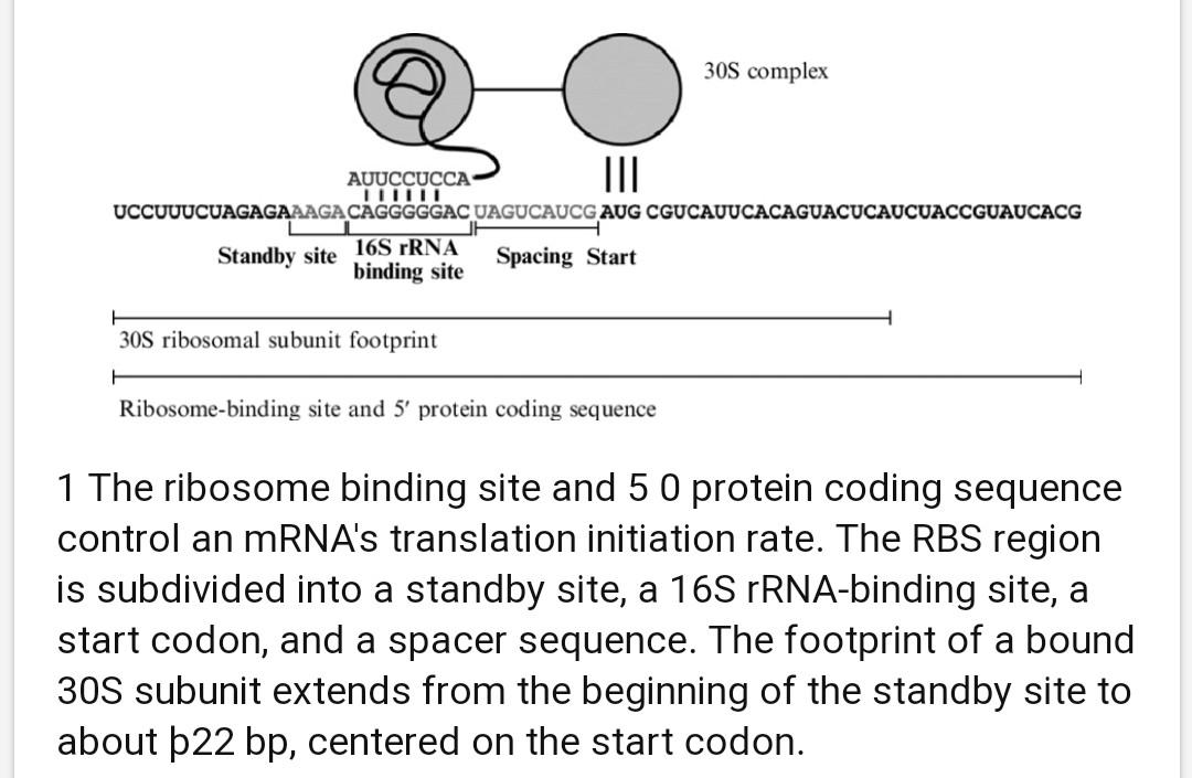 A mutation in the coding region of a mammalian gene leads to the loss ...