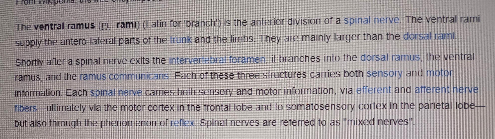 What is rami in spinal nerves? explain me in detail.